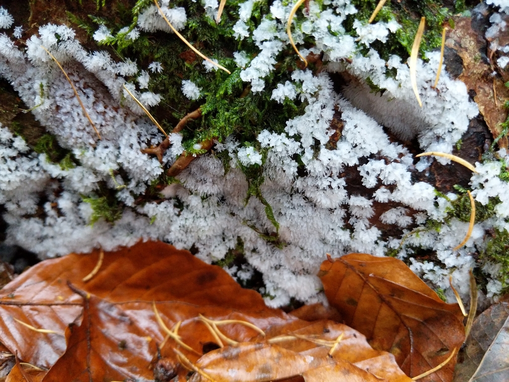 Honeycomb Coral Slime Mold from Sutton on November 17, 2021 at 01:35 PM ...