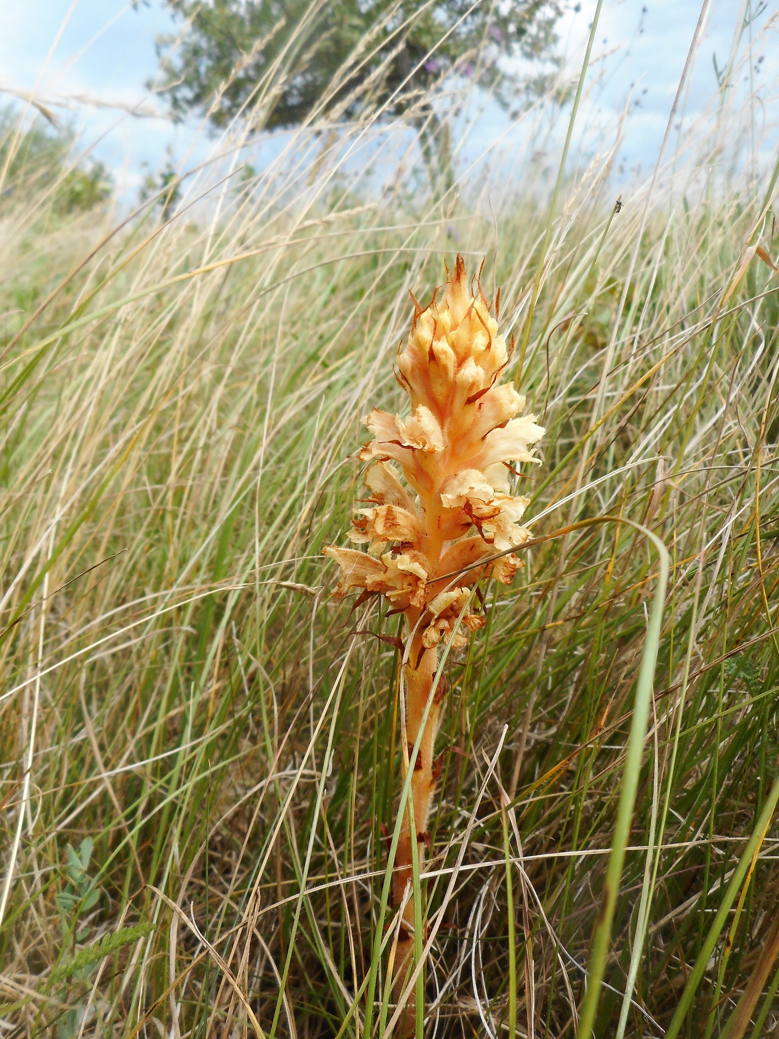 Orobanche kochii F.W.Schultz
