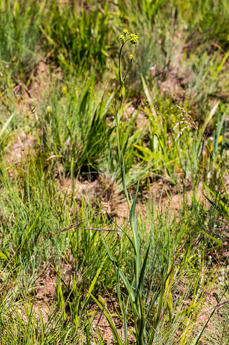 Grass Stagger's Weed (Senecio retrorsus) · iNaturalist
