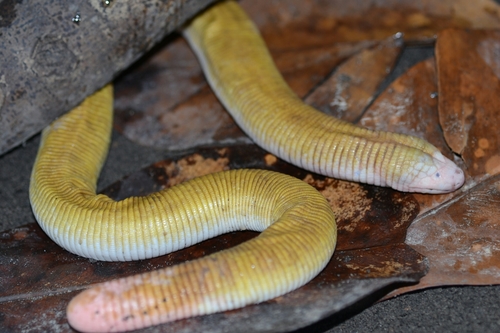 Red Worm Lizard (Amphisbaena alba) - Snakes and Lizards