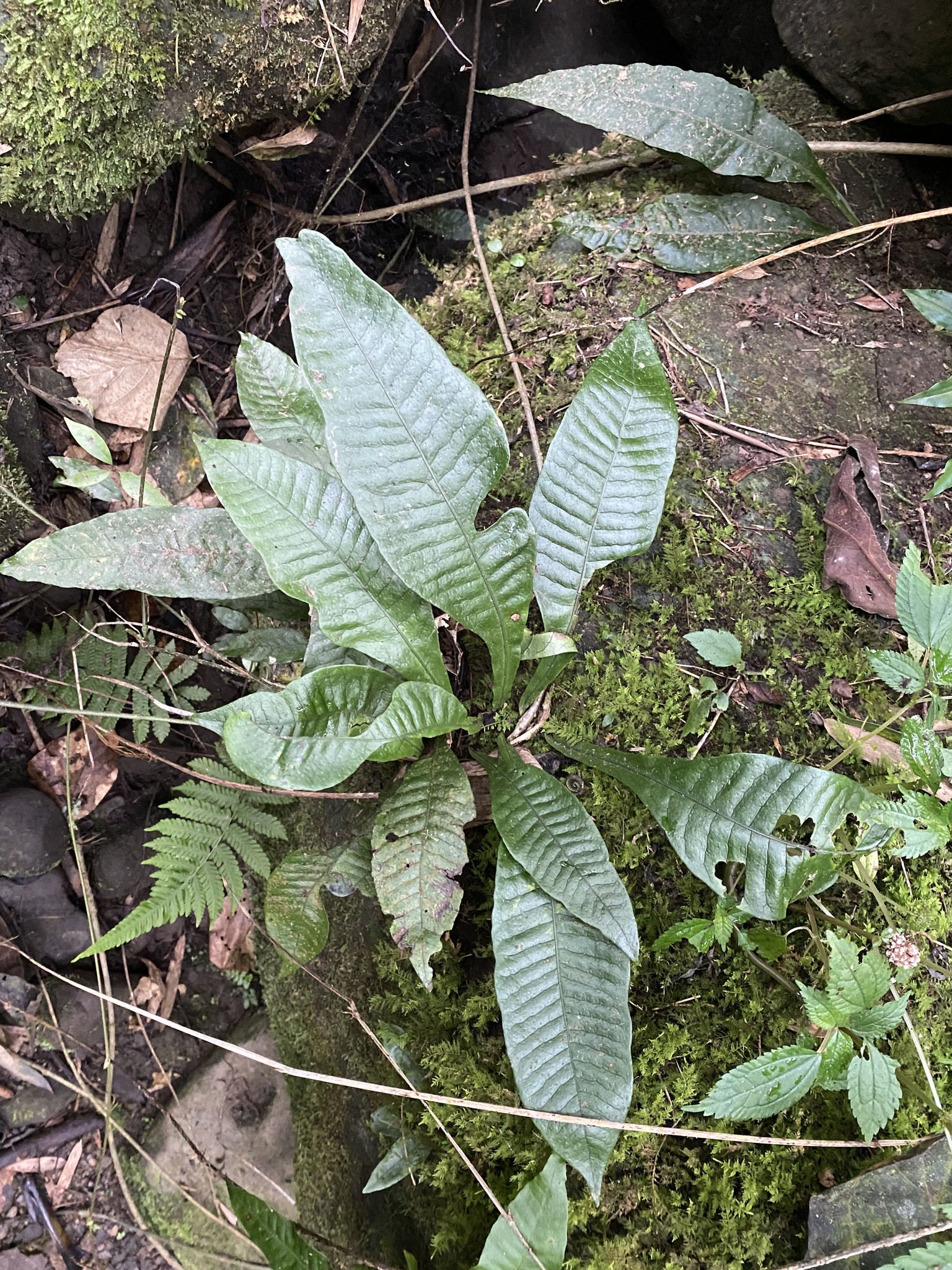 Leptochilus decurrens Blume