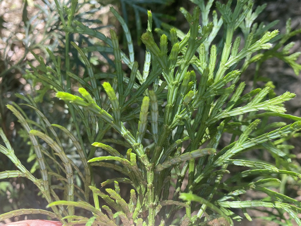 Chinese Incense‒cedar in November 2021 by symlpocos · iNaturalist