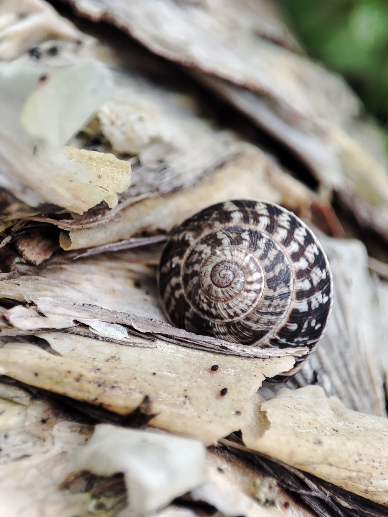 Helicoid Land Snails from Σαβάλια 272 00, Ελλάδα on November 17, 2021 ...