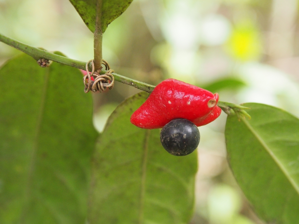 Heisteria acuminata (Costa Rica Trees and Vascular Plants) · iNaturalist
