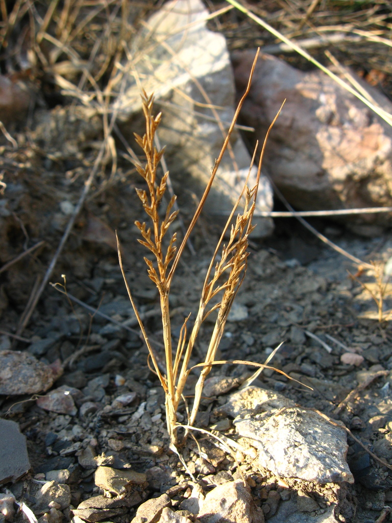 Fern-grass (Santa Rosa County Grasses) · iNaturalist
