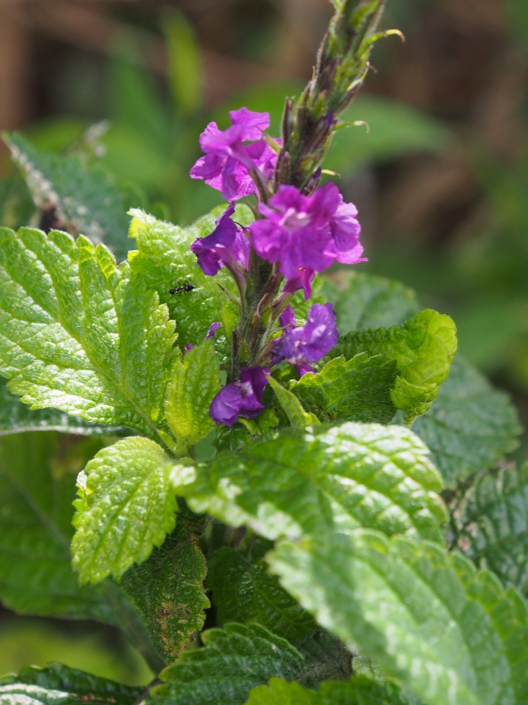 purple porterweed (Stachytarpheta frantzii) - Botanical Realm