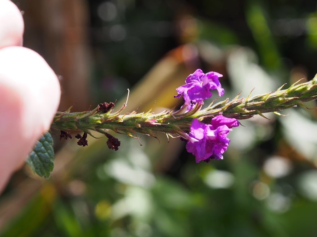 purple porterweed (Stachytarpheta frantzii) - Botanical Realm