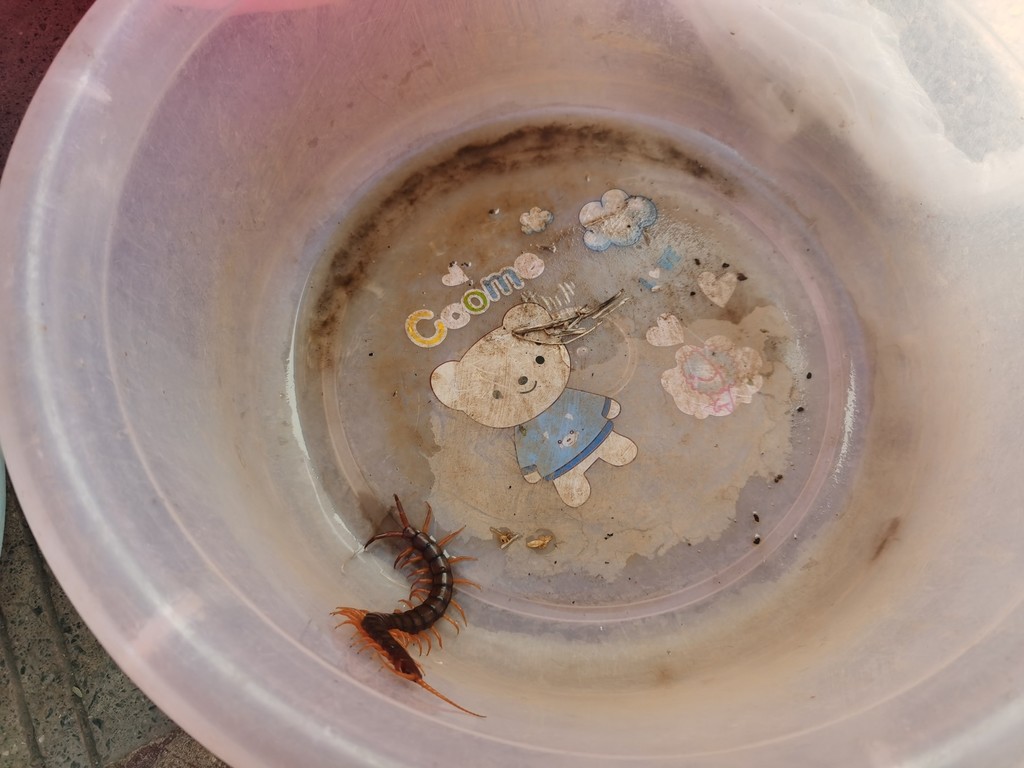 Scolopendra multidens from Honghe Hani and Yi, CN-YN, CN on September ...