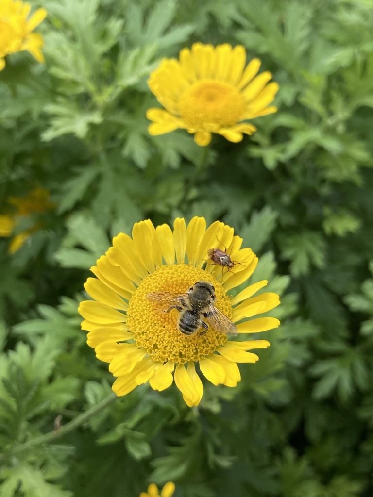 Leafcutter, Mortar, and Resin Bees from Douglasdale, Calgary, AB T2Z ...