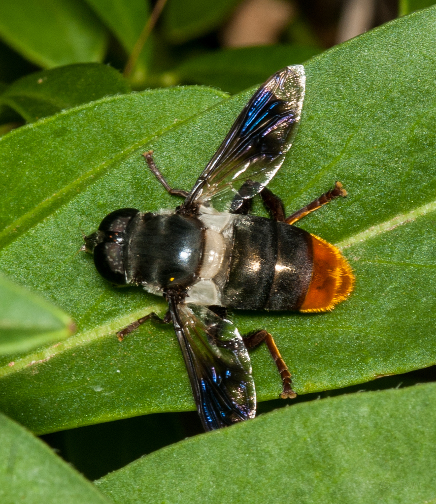 Orangebum Hover Fly (Flies, Ants, Wasps and Bees of the Mfolozi River ...