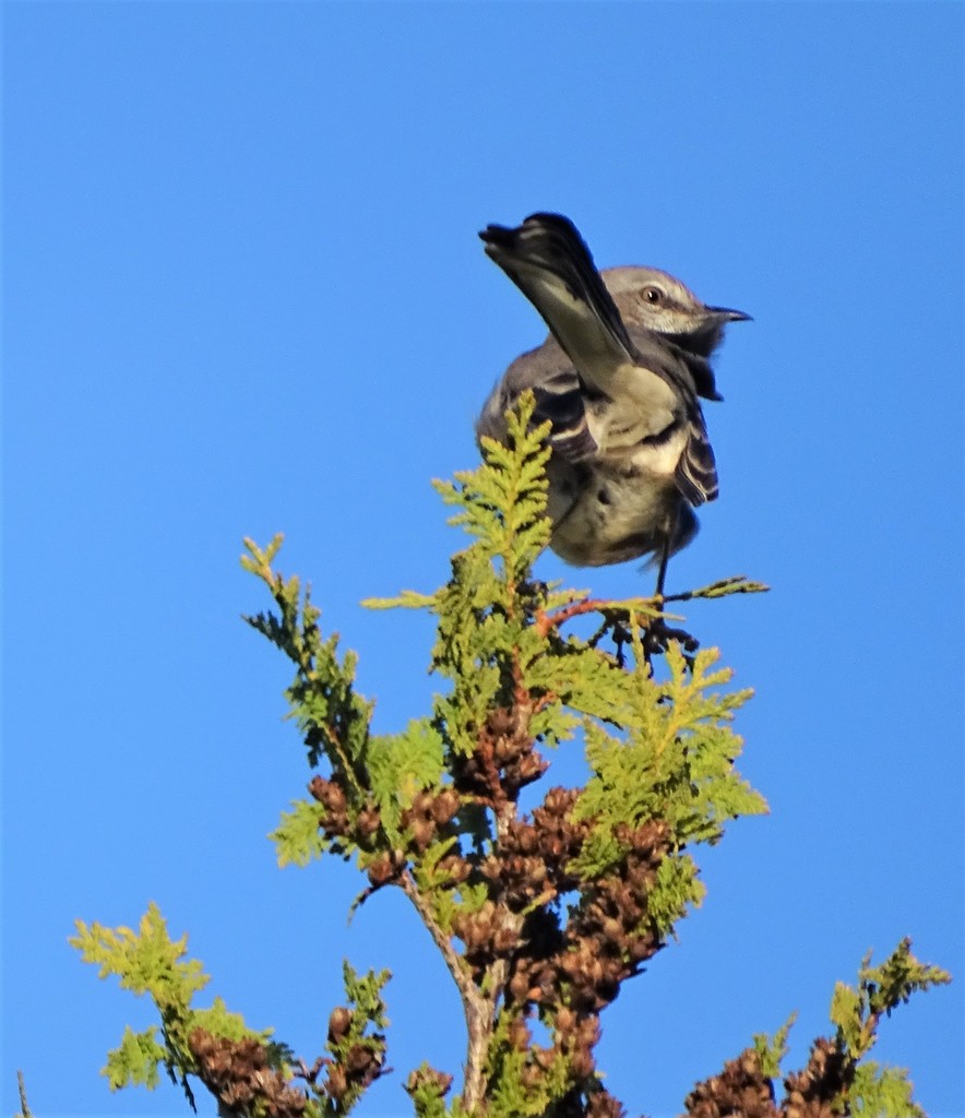 Northern Mockingbird from Secrest Arboretum, Wooster, OH 44691, USA on ...