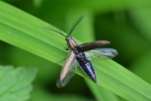 Ctenicera heyeri · iNaturalist