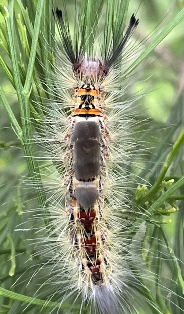 Painted apple moth from Frankston South, VIC, AU on November 17, 2021 ...