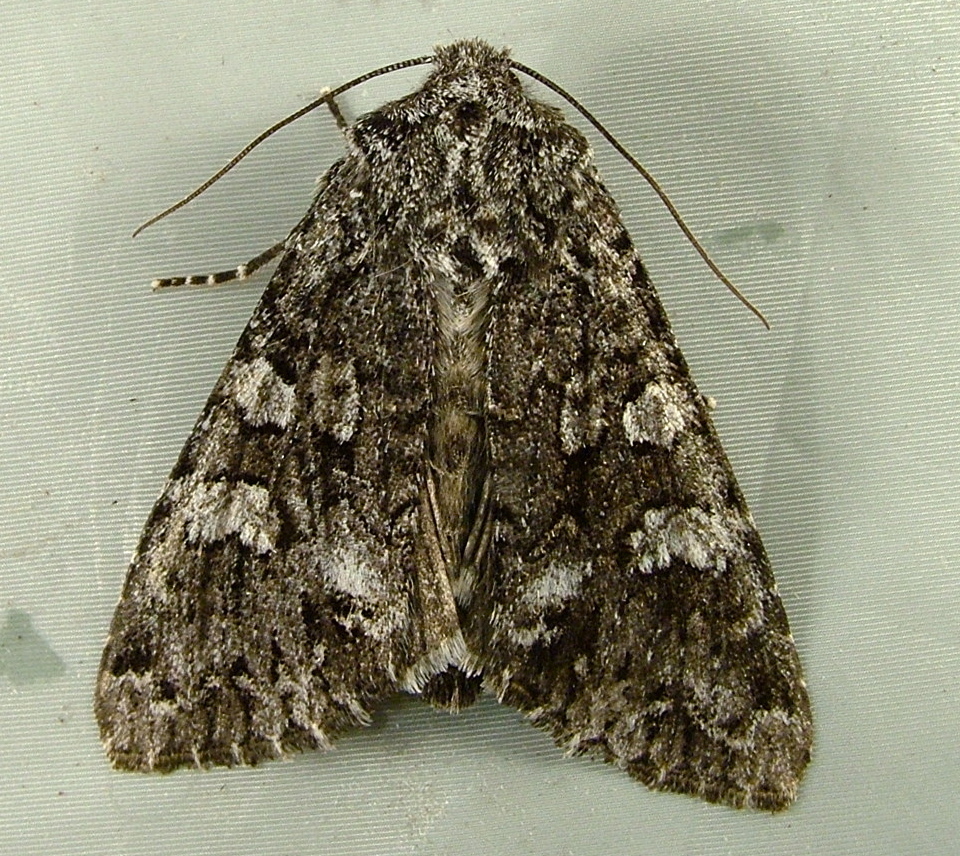 Glaucous Shears Moth (Moths Of Shetland) · iNaturalist