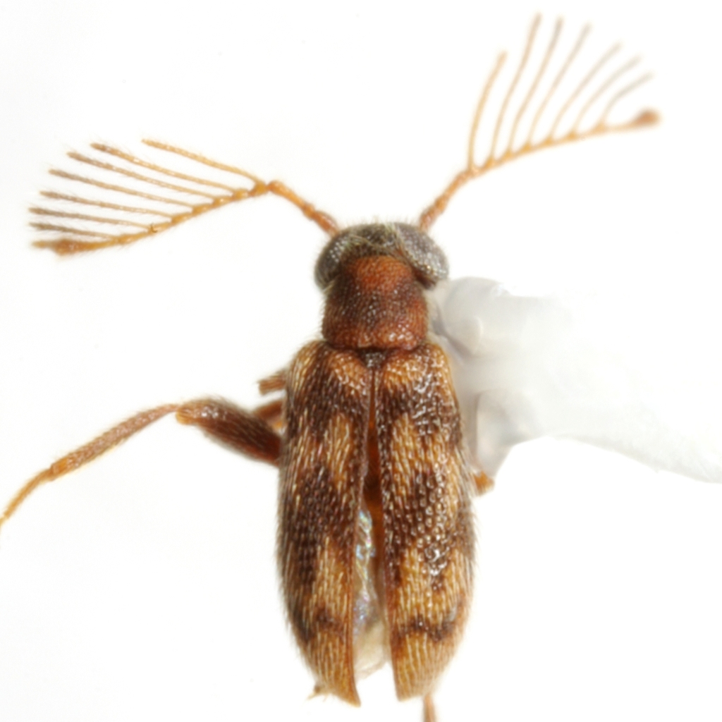 Emelinus melsheimeri from Gainesville, Alachua County, Florida, USA on ...