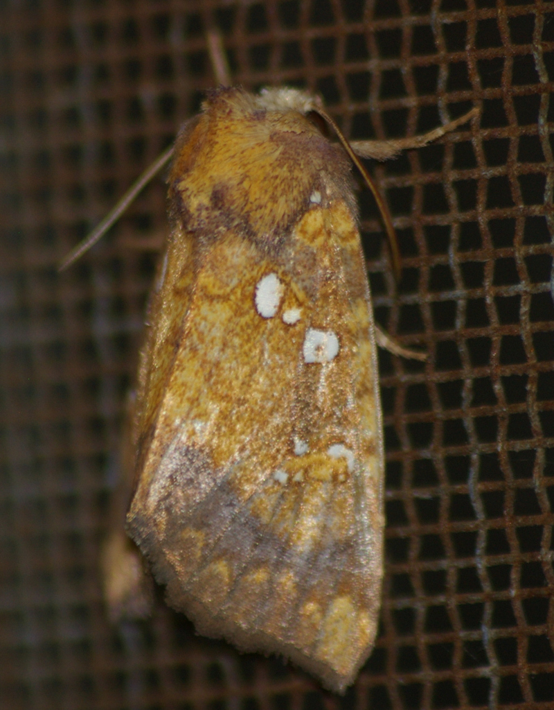 Northern Burdock Borer Moth (Common Moth and Butterflies of Indiana ...