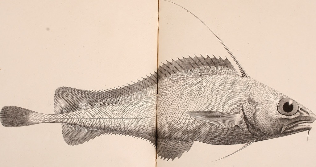 Largeye Lepidion (Lepidion lepidion) - Marine Life Identification