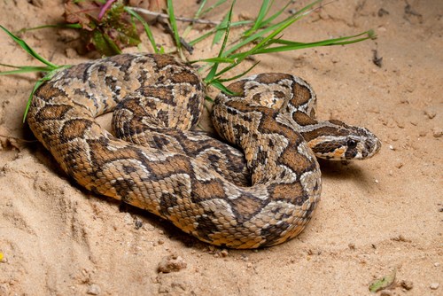 Palestine Viper (Daboia palaestinae) - Snakes and Lizards