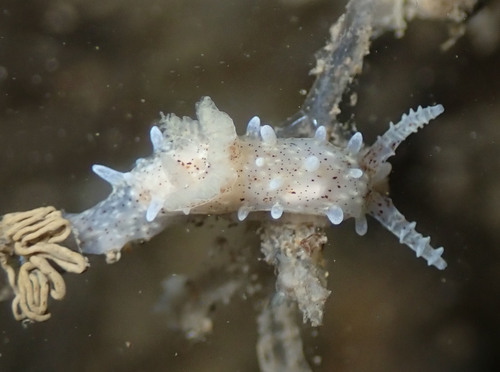 Okenia longiductis · iNaturalist