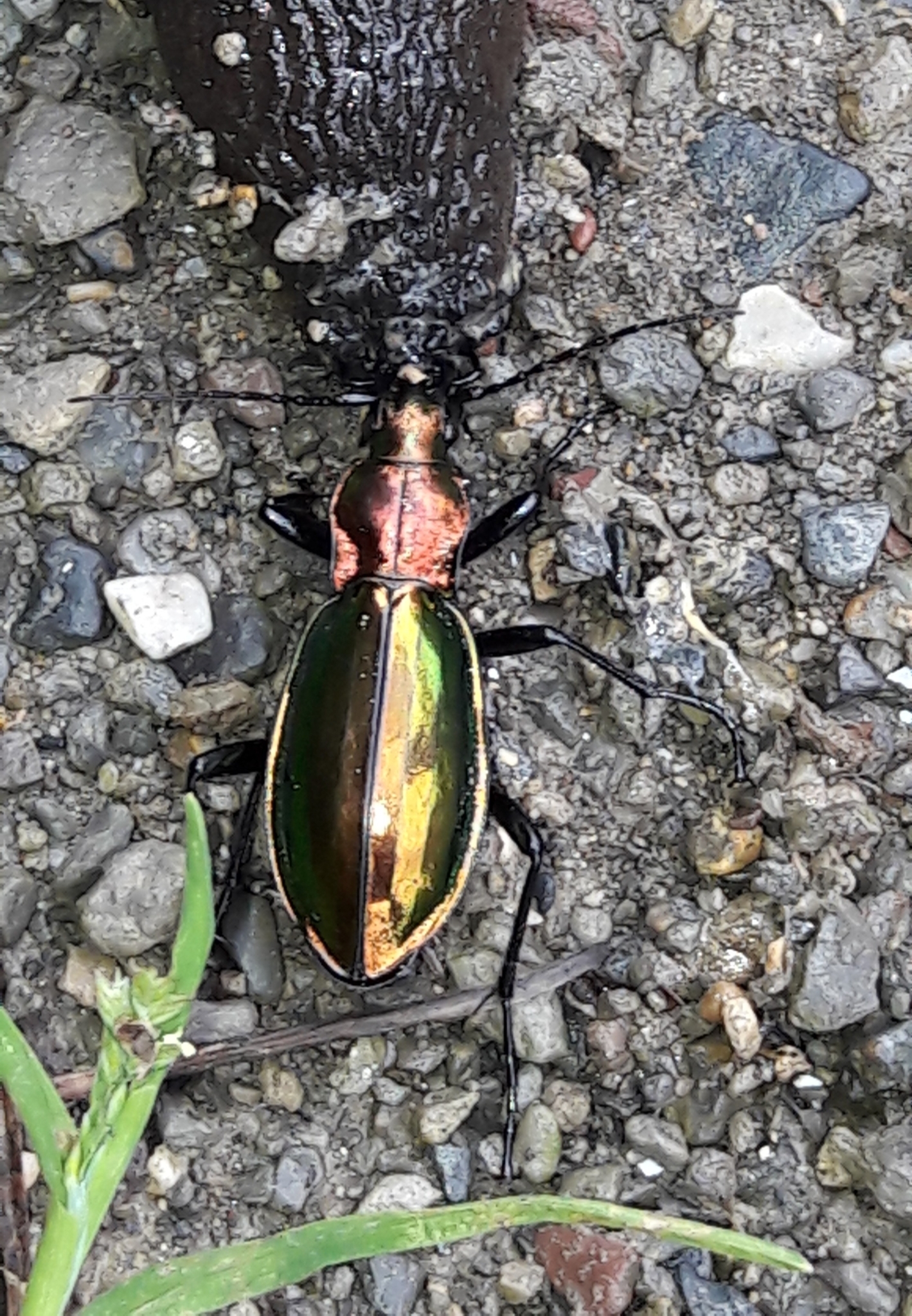 Carabus splendens Olivier, 1790