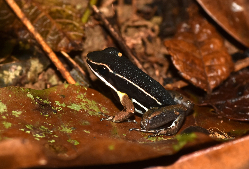 Spotted-thighed Poison Frog from Maripasoula, Guyane française on ...