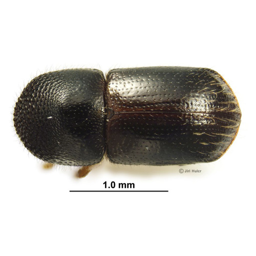 Xylosandrus