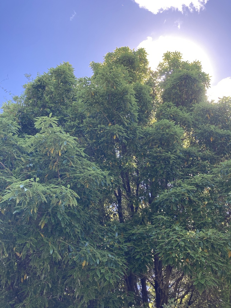tarata from Creyke Road, Ilam, Canterbury, NZ on November 18, 2021 at ...