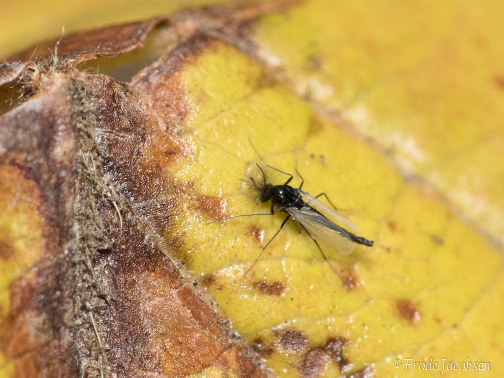 Winter Midges from Parkview Trail, MD, USA on November 25, 2020 at 12: ...
