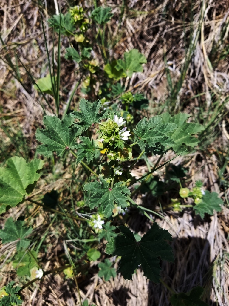cheeseweed mallow from San Diego, California, United States on April 25 ...