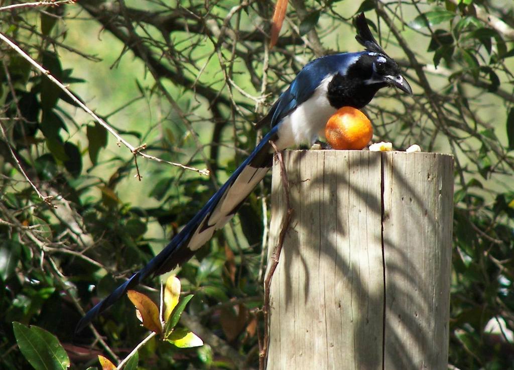 Black-throated Magpie-Jay from Florida, Pasco, Dade City area ...