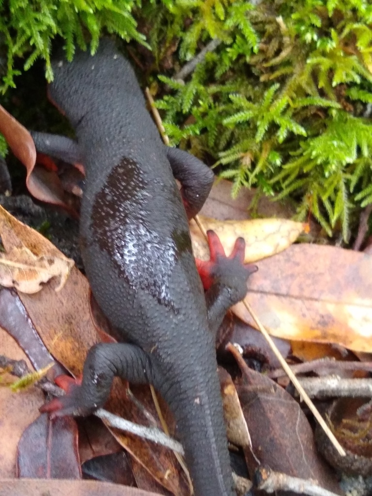 Red-bellied Newt in November 2021 by cynthiapow · iNaturalist