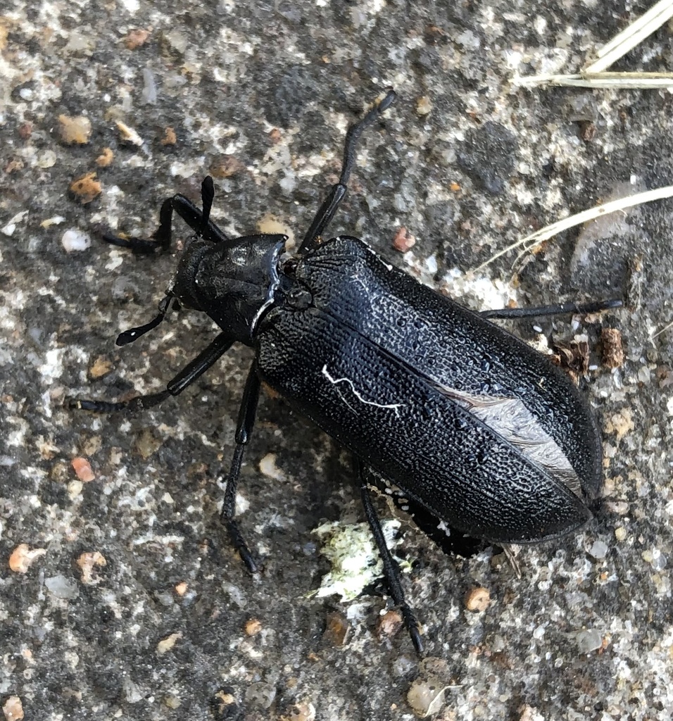 Cedar Beetle from SH-71, Garwood, TX, US on November 17, 2021 at 11:57 ...