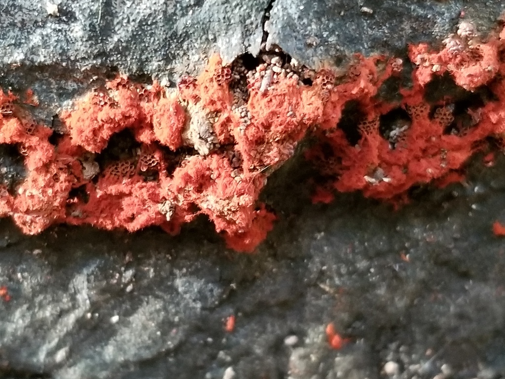 Wasp's Nest Slime Mold from Howard County, MD, USA on November 7, 2021 ...