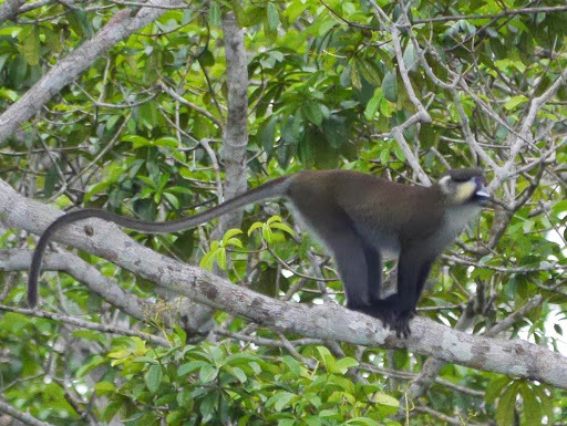 Moustached Monkey (Cercopithecus cephus) - Know Your Mammals