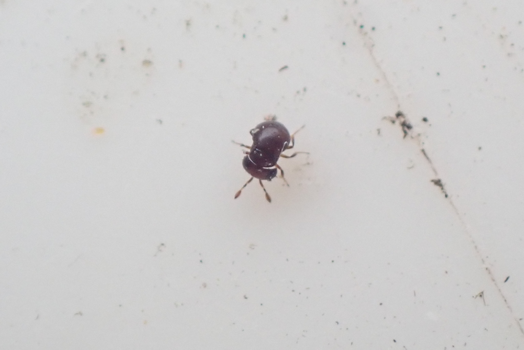 Baeus from Te Anau Downs, New Zealand on October 25, 2021 at 08:39 AM ...