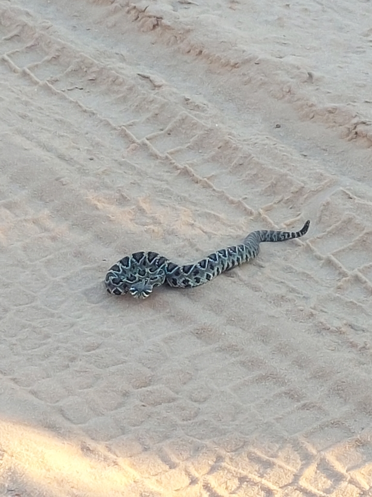 Eastern Diamondback Rattlesnake from Butler, GA 31006, USA on November ...