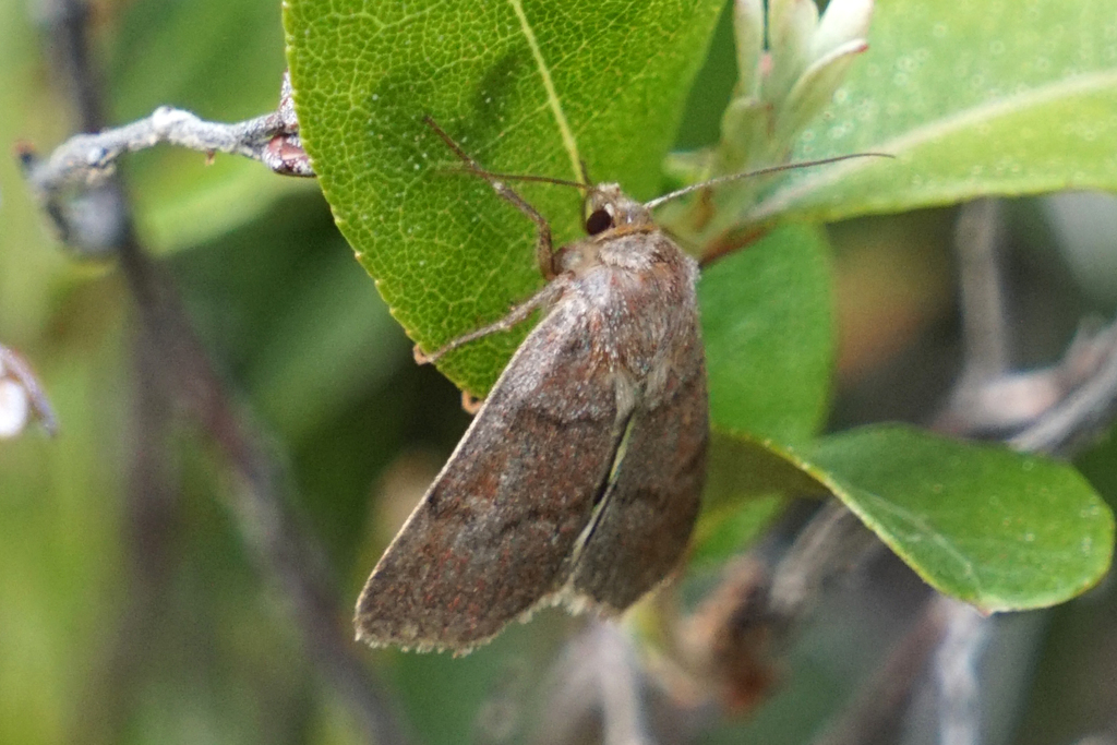 Sundew Cutworm Moth from Walworth County, WI, USA on June 12, 2021 at ...