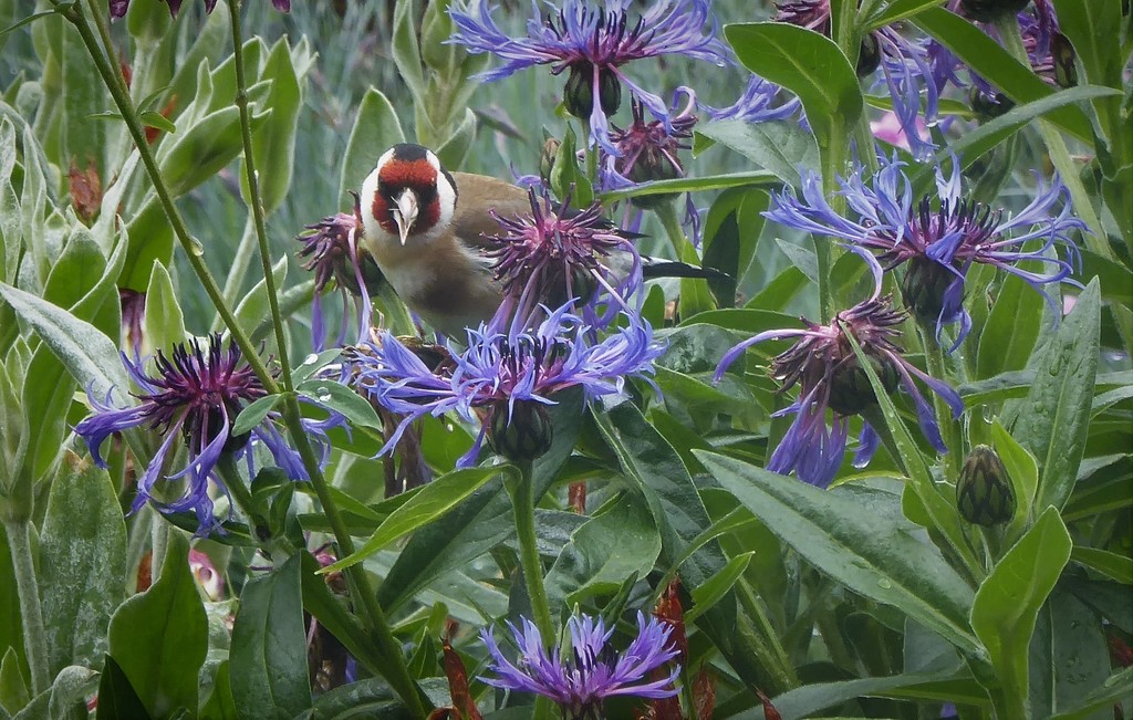 British Goldfinch from Waikouaiti, New Zealand on November 14, 2021 at ...
