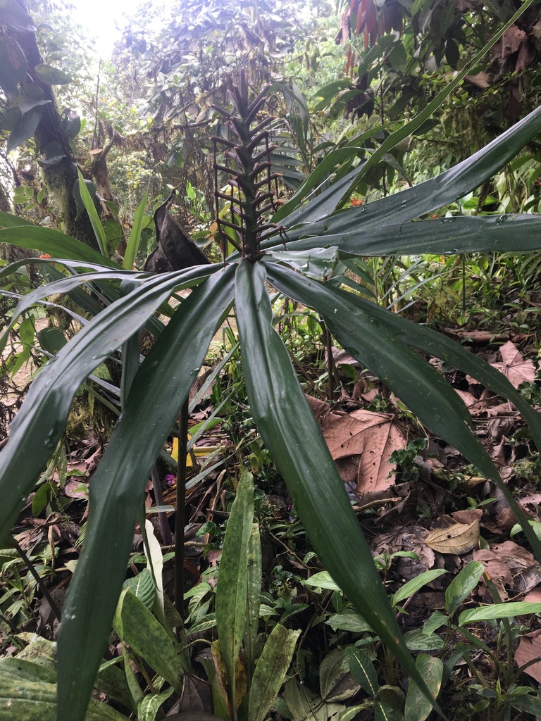 flowering plants from Quito, EC-PI, EC on November 14, 2021 at 09:35 AM ...
