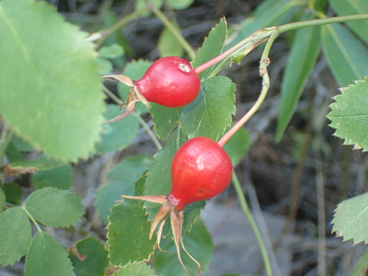 California Wild Rose from Humboldt County, CA, USA on October 03, 2021 ...