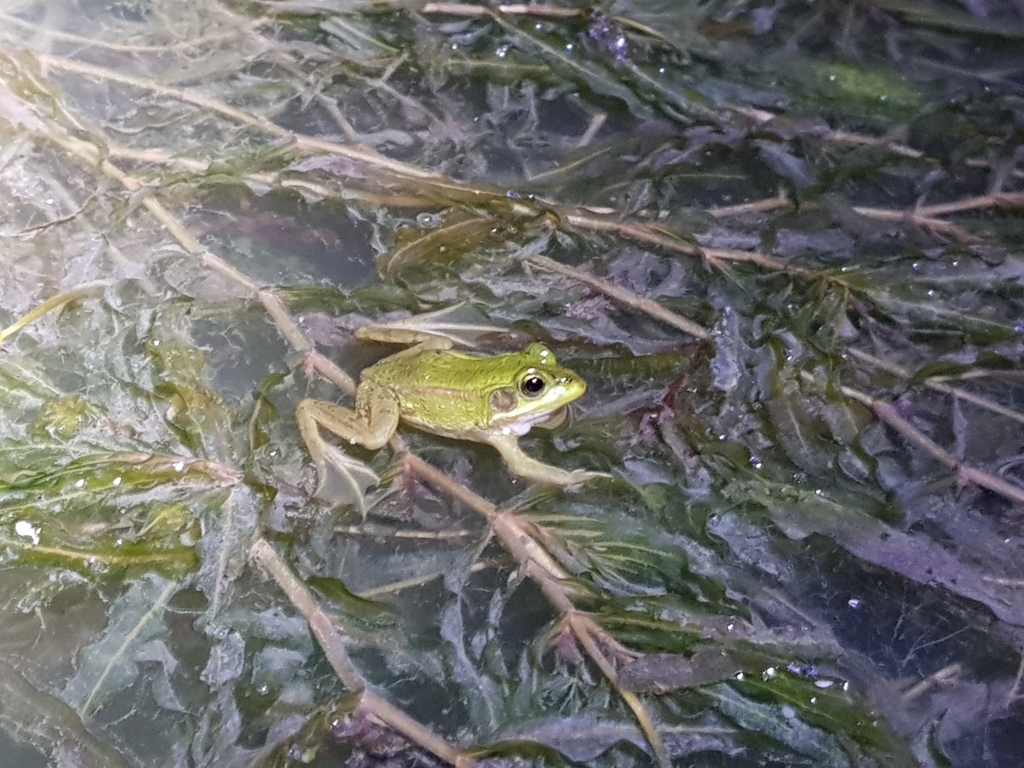 Eastern Golden Frog from Nanhu, Jiaxing, Zhejiang, China on April 27 ...