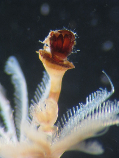 Hydroides (Marine Organisms of Southern New England) · iNaturalist