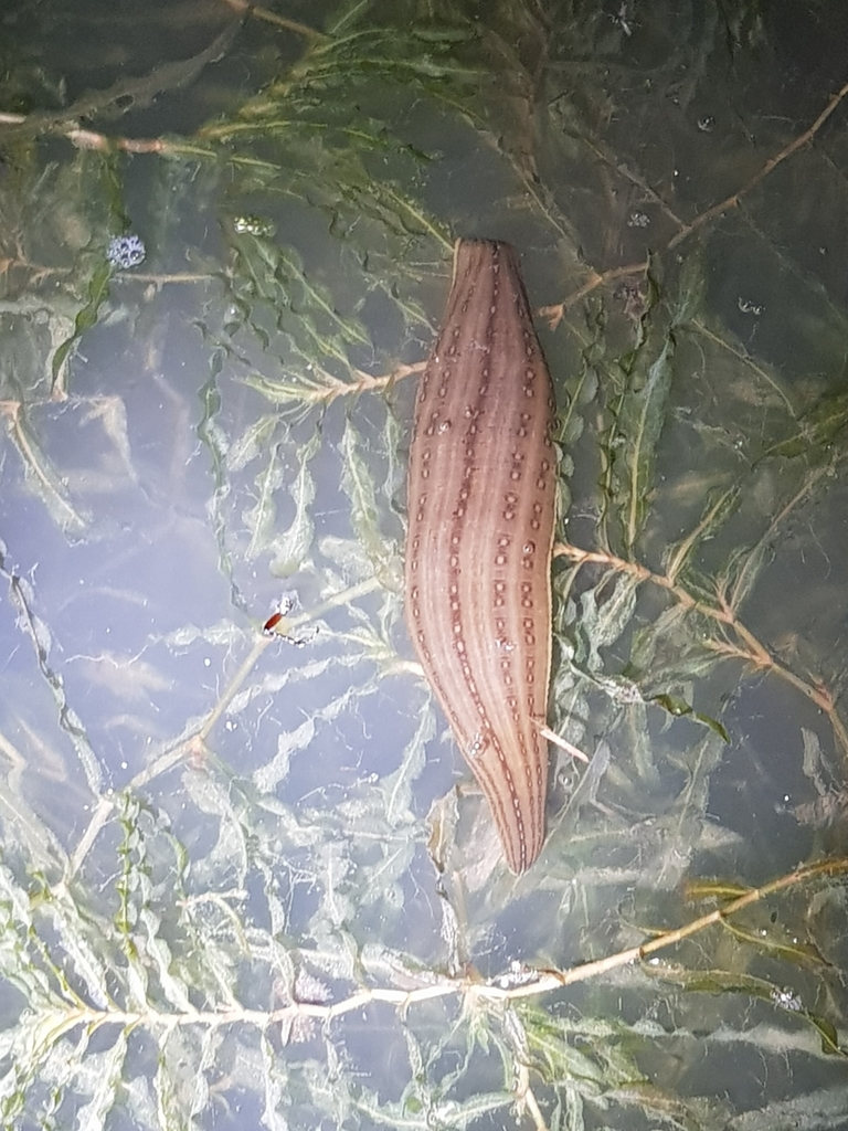 Whitmania pigra from Nanhu, Jiaxing, Zhejiang, China on April 27, 2018 ...