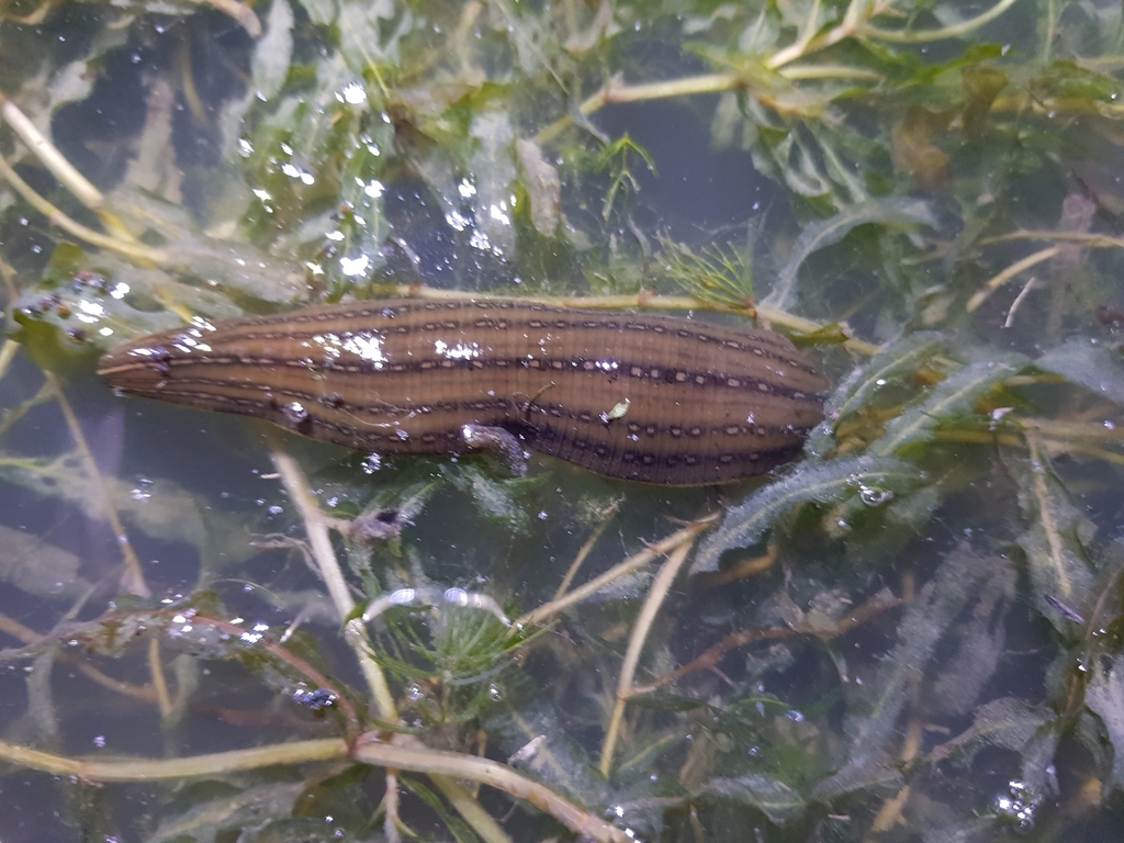 Whitmania pigra from Nanhu, Jiaxing, Zhejiang, China on April 27, 2018 ...