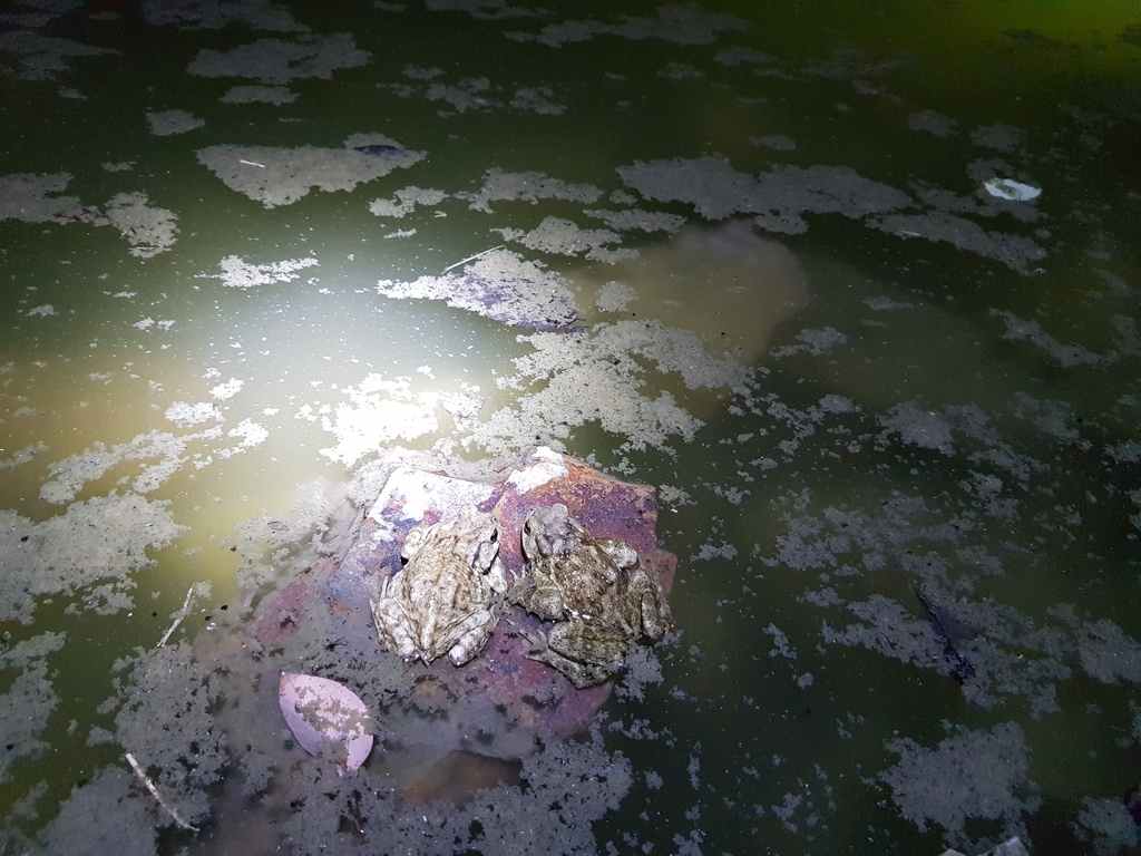 Asiatic Toad from Chang Shui Lu, Nanhu Qu, Jiaxing Shi, Zhejiang Sheng ...