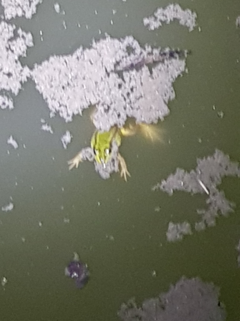 Eastern Golden Frog from Chang Shui Lu, Nanhu Qu, Jiaxing Shi, Zhejiang ...