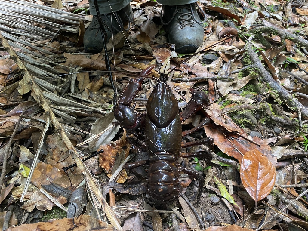 Conondale Spiny Crayfish in November 2021 by dattard · iNaturalist