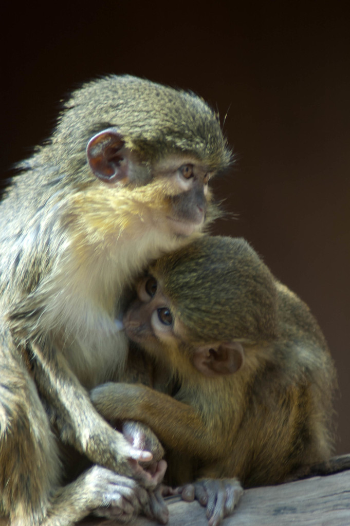 Northern Talapoin (Miopithecus ogouensis) - Know Your Mammals