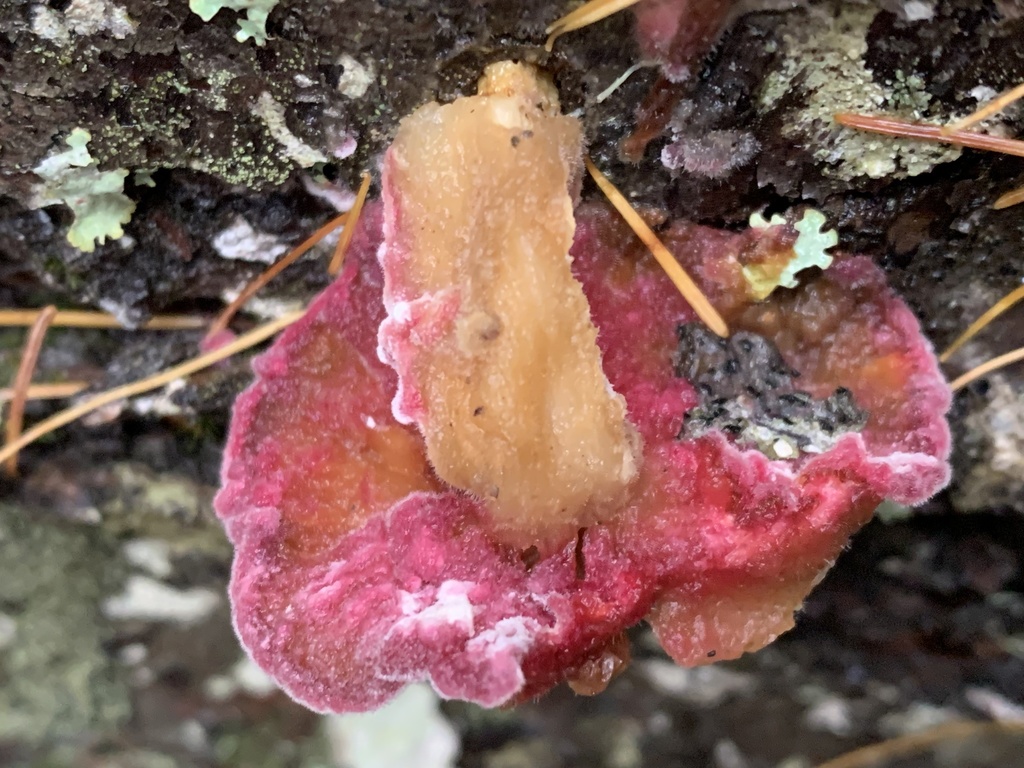 pink polypore mould in November 2021 by Drew Parker. The anomorphic ...