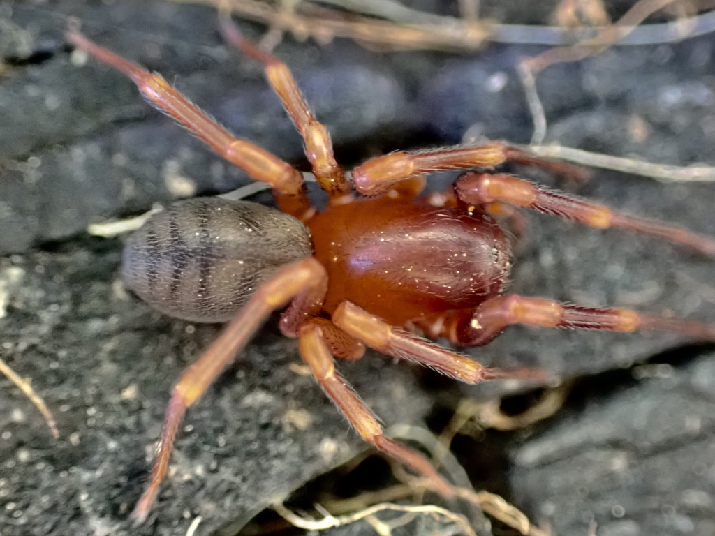 Suter's Periegops from Pigeon Bay, New Zealand on November 18, 2021 at ...